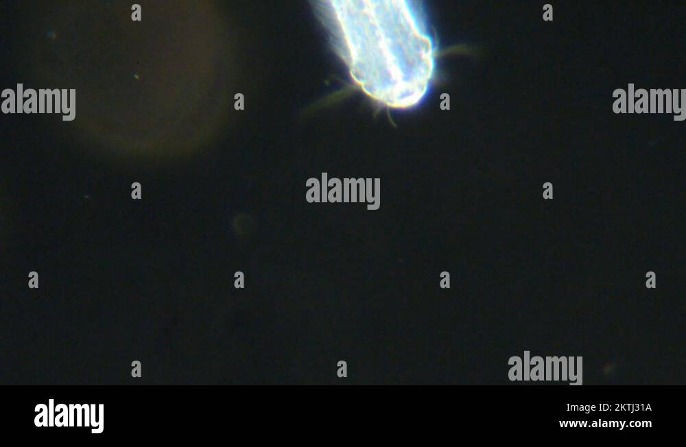 Free sp Stock Videos & Footage - HD and 4K Video Clips - Alamy