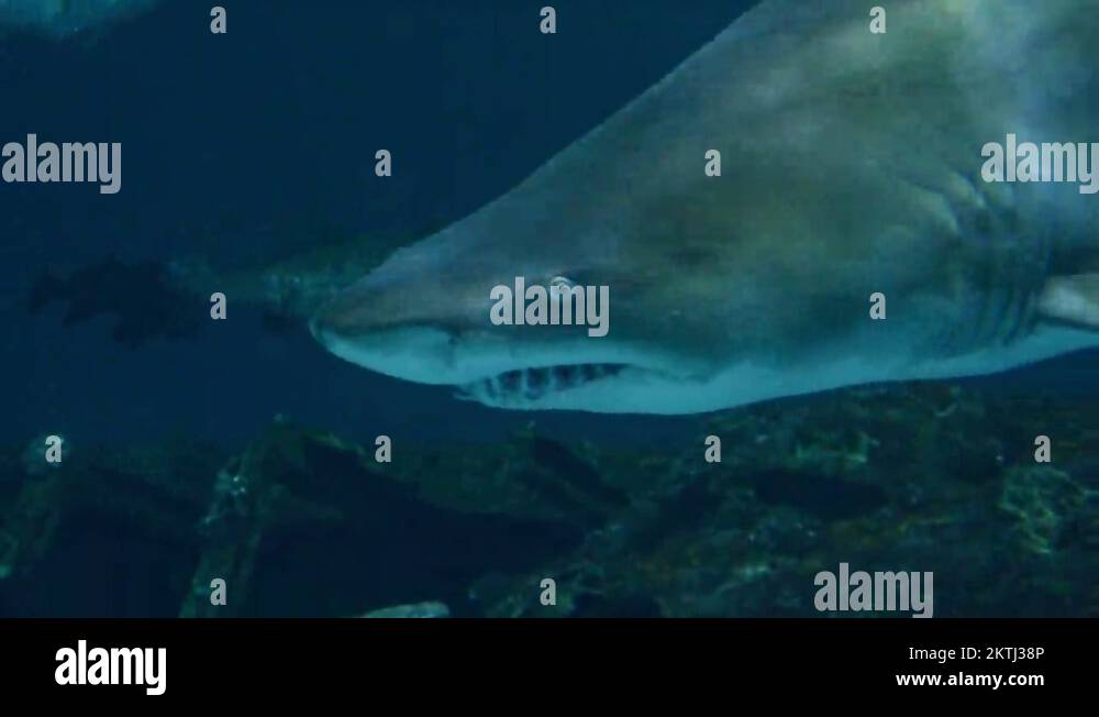 Lamniformes shark Stock Videos & Footage - HD and 4K Video Clips - Alamy