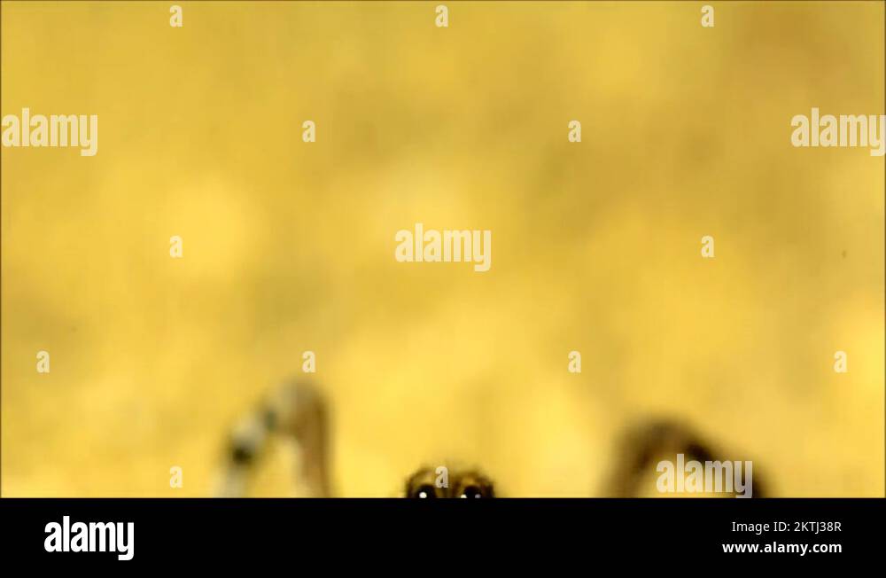 Cricket arthropoda insect Stock Videos & Footage - HD and 4K Video ...