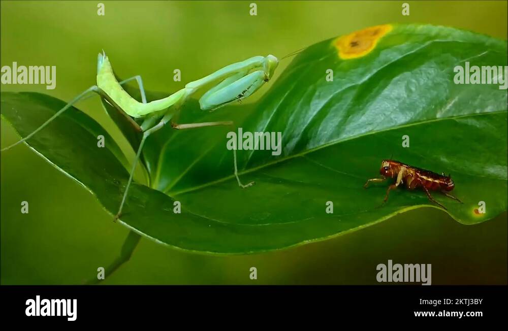 Membranacea Stock Videos & Footage - HD and 4K Video Clips - Alamy