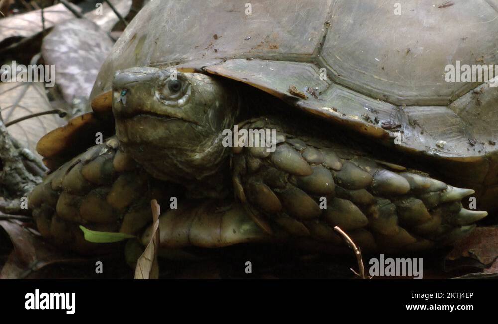 Tortoise of malaysia Stock Videos & Footage - HD and 4K Video Clips - Alamy