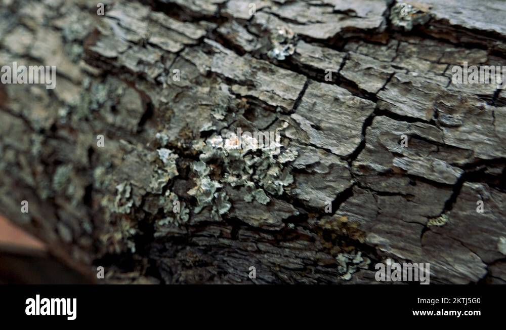 Trunk tree structure Stock Videos & Footage - HD and 4K Video Clips - Alamy