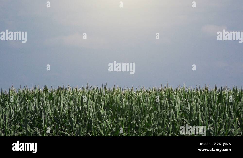 Blue crops Stock Videos & Footage - HD and 4K Video Clips - Alamy