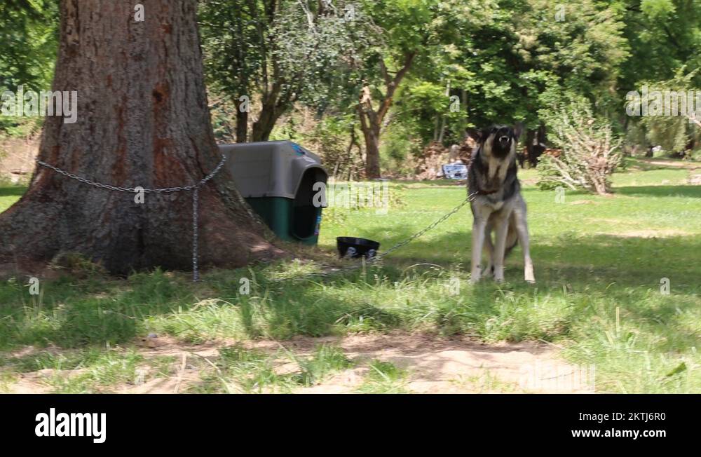 Barking german shepherd Stock Videos & Footage - HD and 4K Video Clips ...