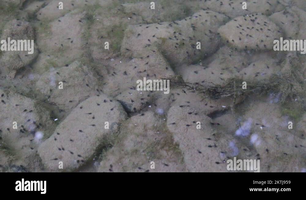 Pool with tadpoles Stock Videos & Footage - HD and 4K Video Clips - Alamy