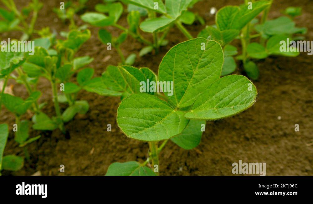 Field of soy Stock Videos & Footage - HD and 4K Video Clips - Alamy