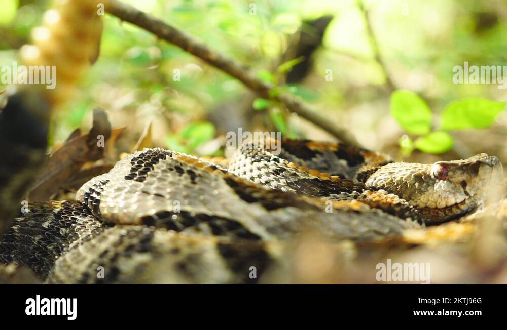 Timber rattlesnake Stock Videos & Footage - HD and 4K Video Clips - Alamy