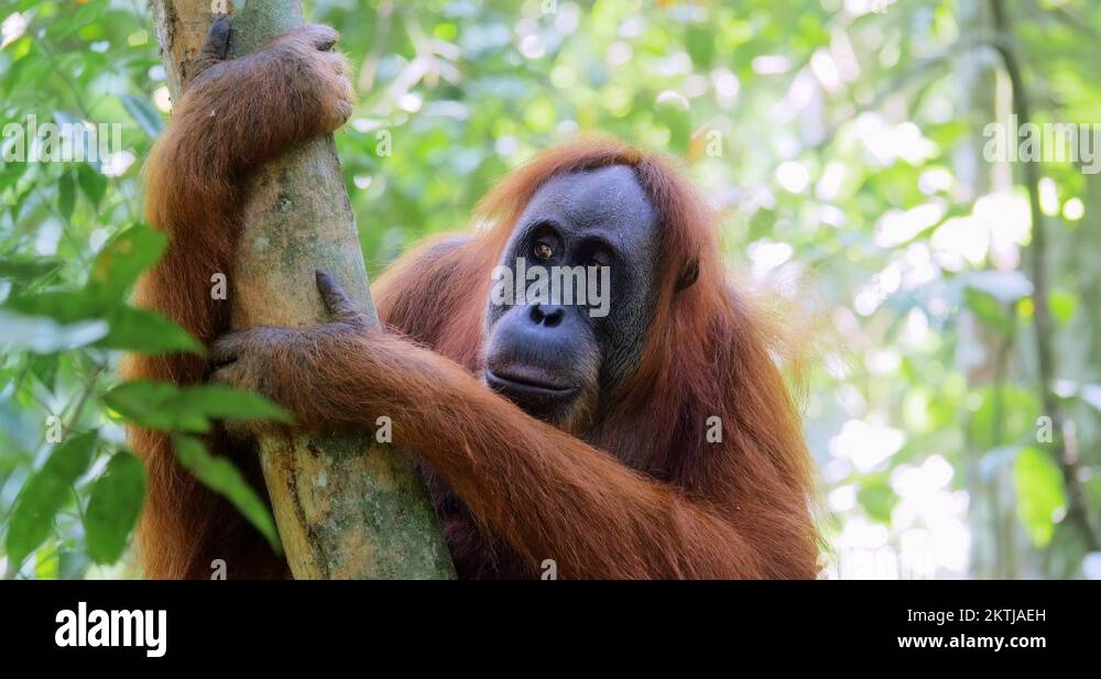 Wild orangutan monkey aware of animal sounds in wilderness of jungle ... Wild orangutan monkey aware of animal sounds in wilderness of jungle ...