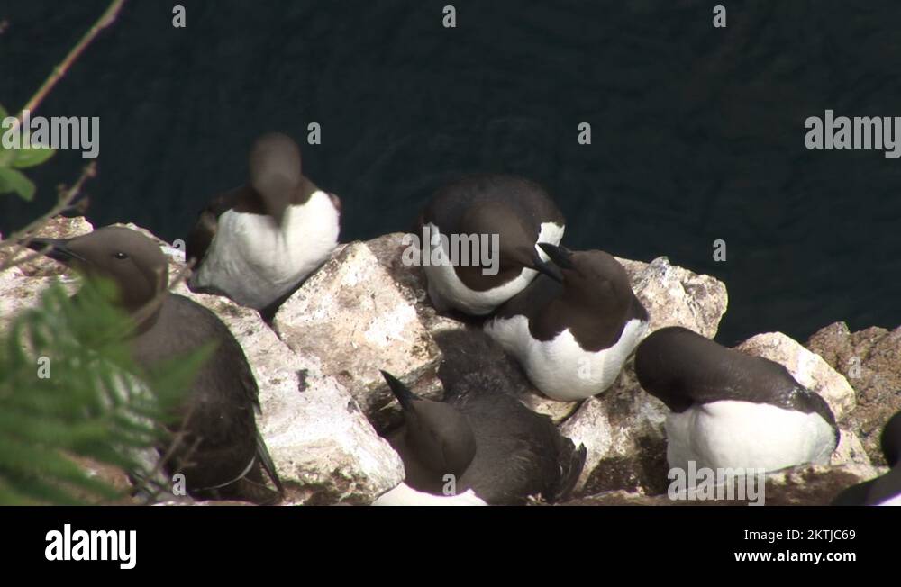 Rare breeding birds of the uk Stock Videos & Footage - HD and 4K Video ...