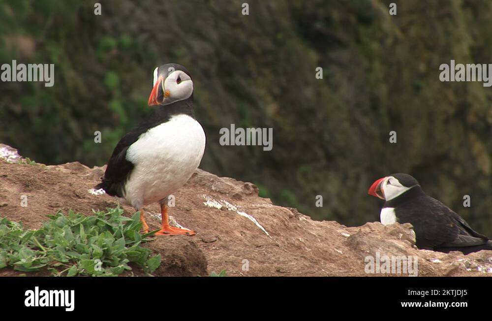 Rare bird wales Stock Videos & Footage - HD and 4K Video Clips - Alamy