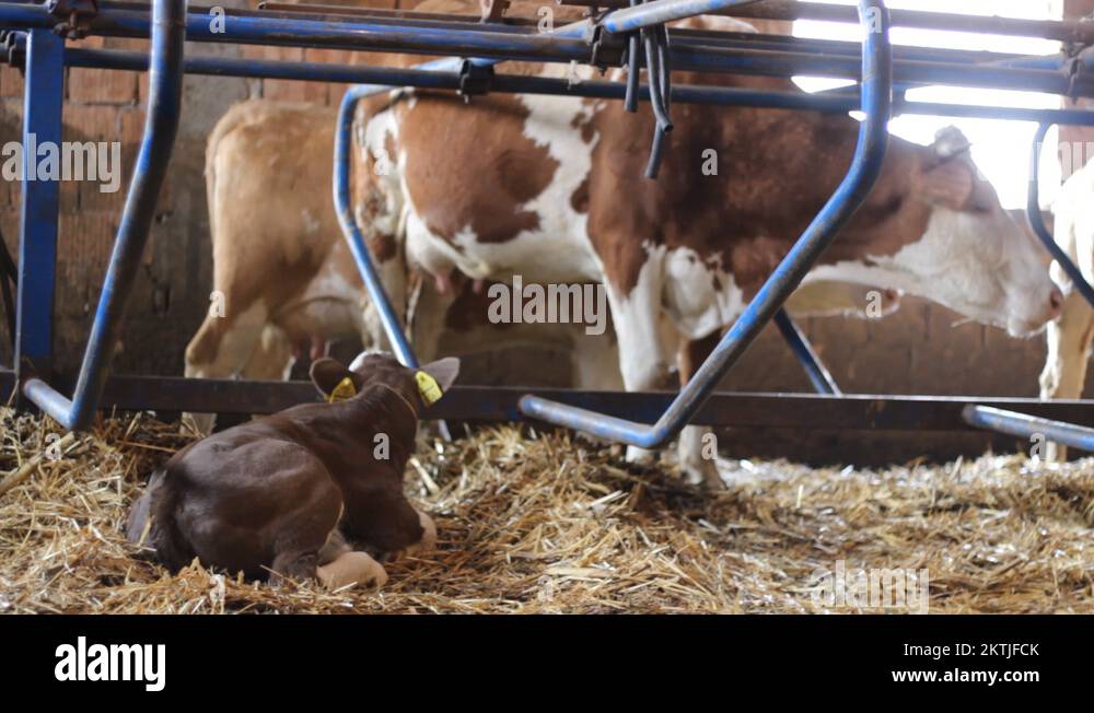 Calf simmental Stock Videos & Footage - HD and 4K Video Clips - Alamy