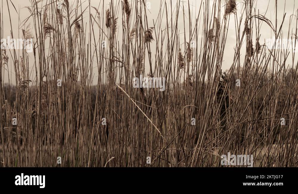 Wetland grass like plants Stock Videos & Footage - HD and 4K Video ...