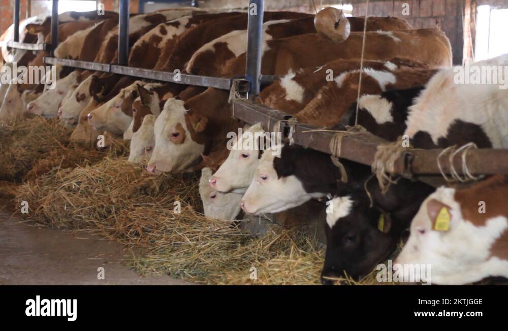 Dairy cows farm Simmental cattle Stock Video Footage - Alamy