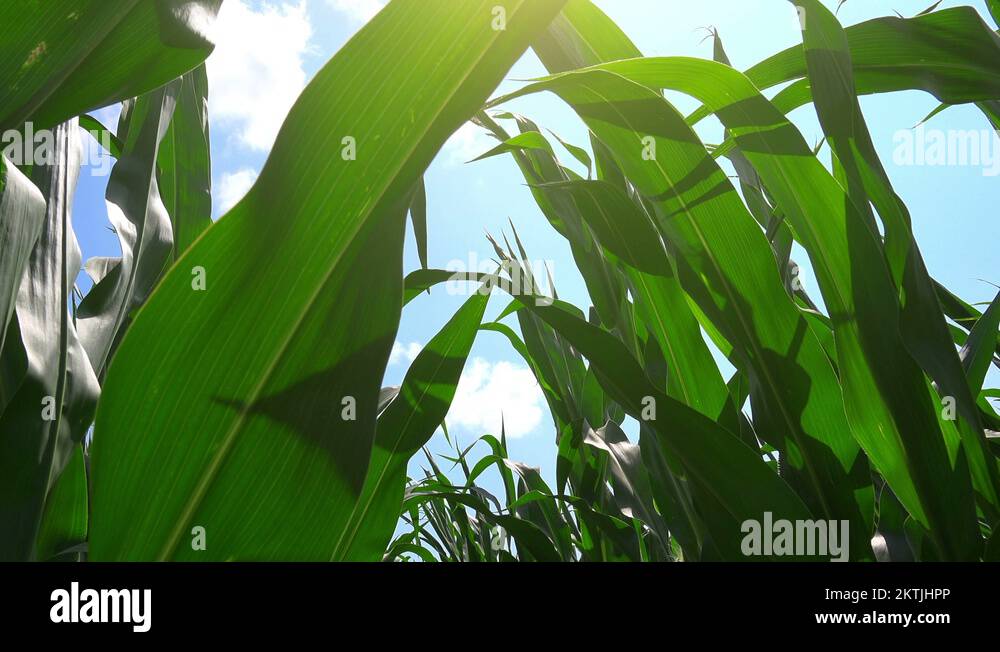 Hybrid corn crop Stock Videos & Footage - HD and 4K Video Clips - Alamy