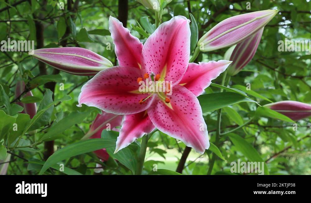 Tiger lilly flower Stock Videos & Footage - HD and 4K Video Clips - Alamy