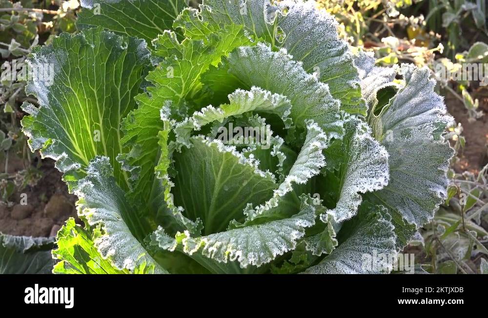 Garden plant covered in frost Stock Videos & Footage - HD and 4K Video ...