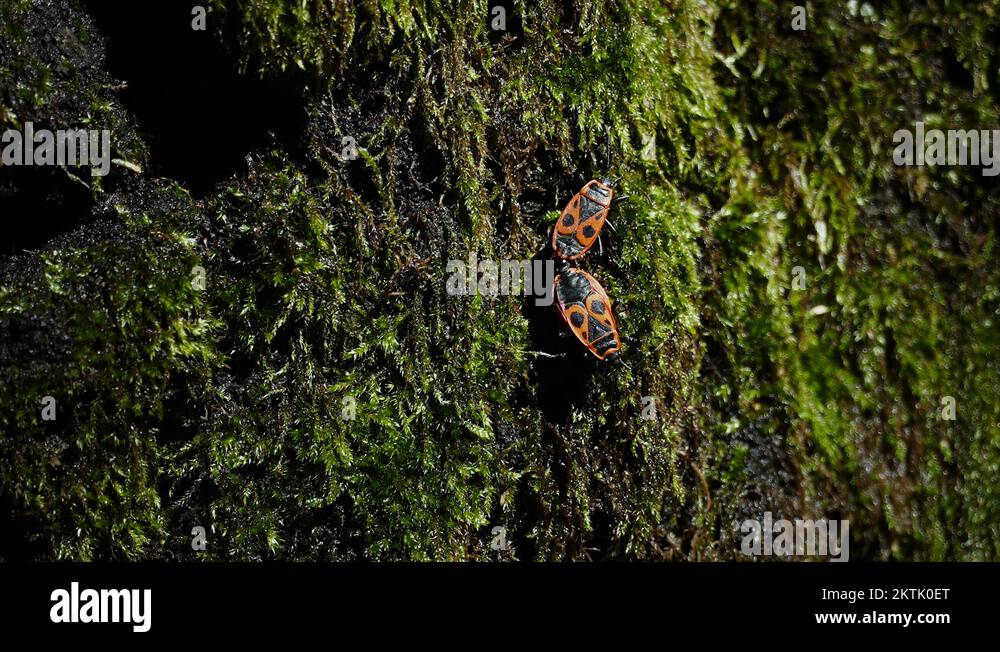 Forest bugs mating Stock Videos & Footage - HD and 4K Video Clips - Alamy
