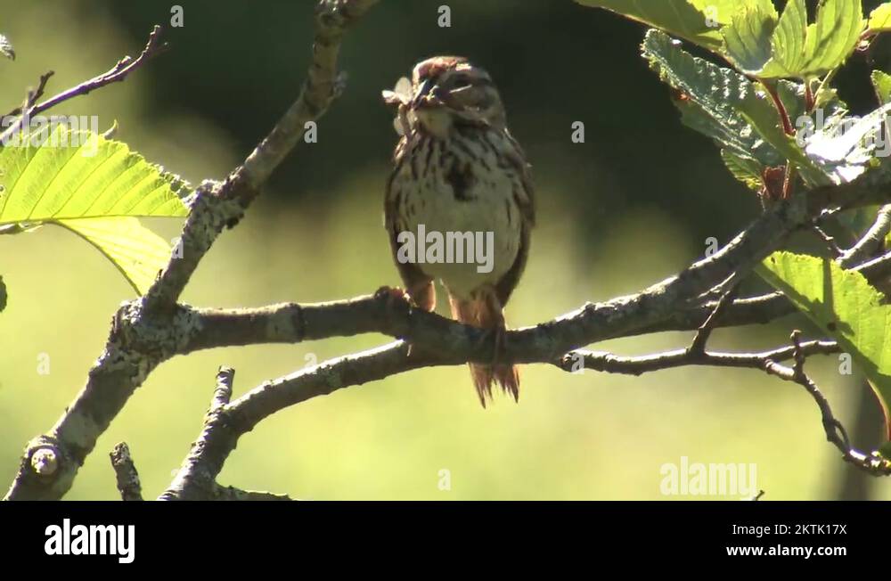 Bird of prey in the forest Stock Videos & Footage - HD and 4K Video ...