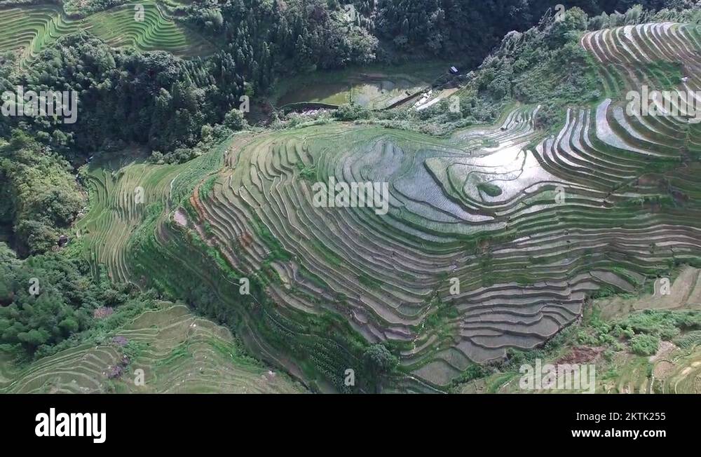 Pingan rice Stock Videos & Footage - HD and 4K Video Clips - Alamy