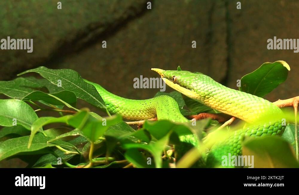 Vietnam snake Stock Videos & Footage - HD and 4K Video Clips - Alamy