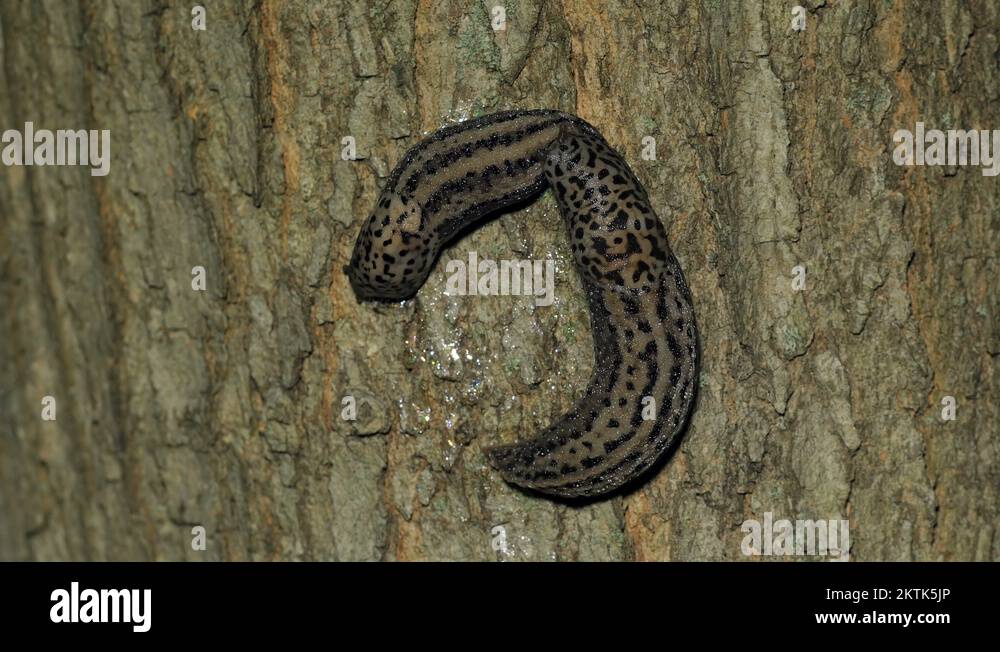 Limax maximus mating Stock Videos & Footage - HD and 4K Video Clips - Alamy