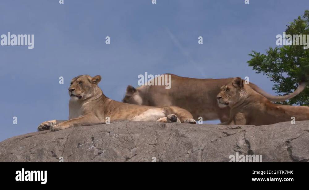 Female sunbathing on a rock Stock Videos & Footage - HD and 4K Video ...