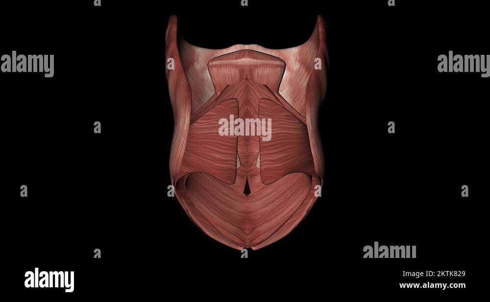 Abdominus and Obliquus Muscles of Human Body Stock Video Footage - Alamy