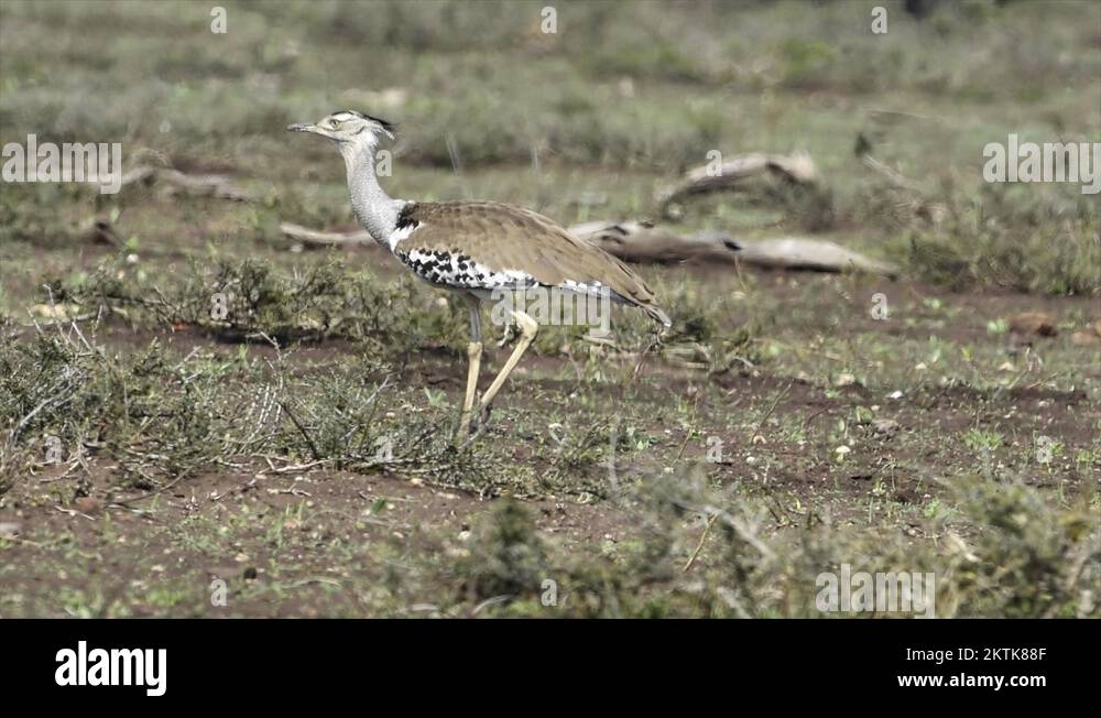 Ardeotis kori bustard Stock Videos & Footage - HD and 4K Video Clips ...