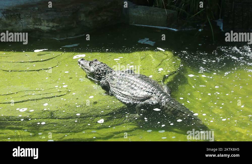 Caiman Crocodile Stock Video Footage - Alamy