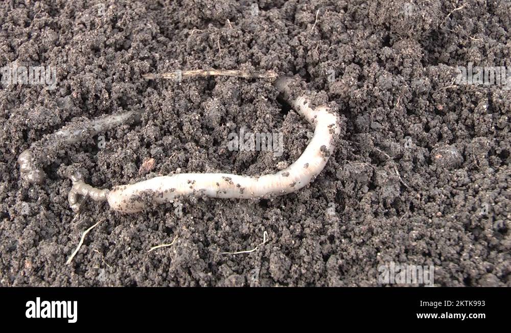 Reliefmap Stock Videos & Footage - HD and 4K Video Clips - Alamy