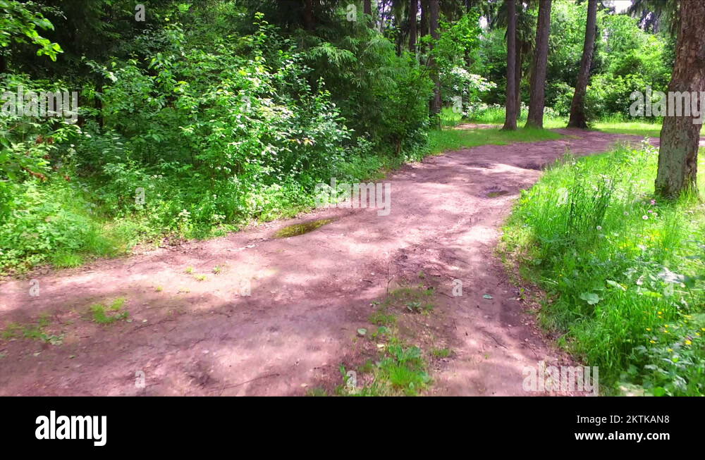 Forest pathway Stock Videos & Footage - HD and 4K Video Clips - Alamy