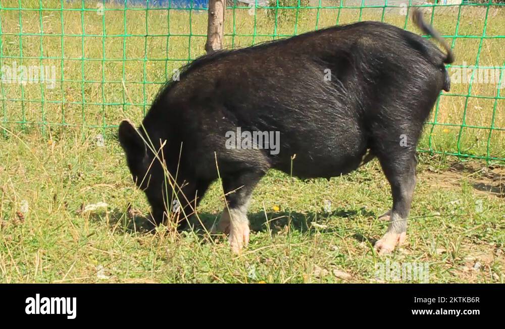 Hog Stock Videos & Footage - HD and 4K Video Clips - Alamy