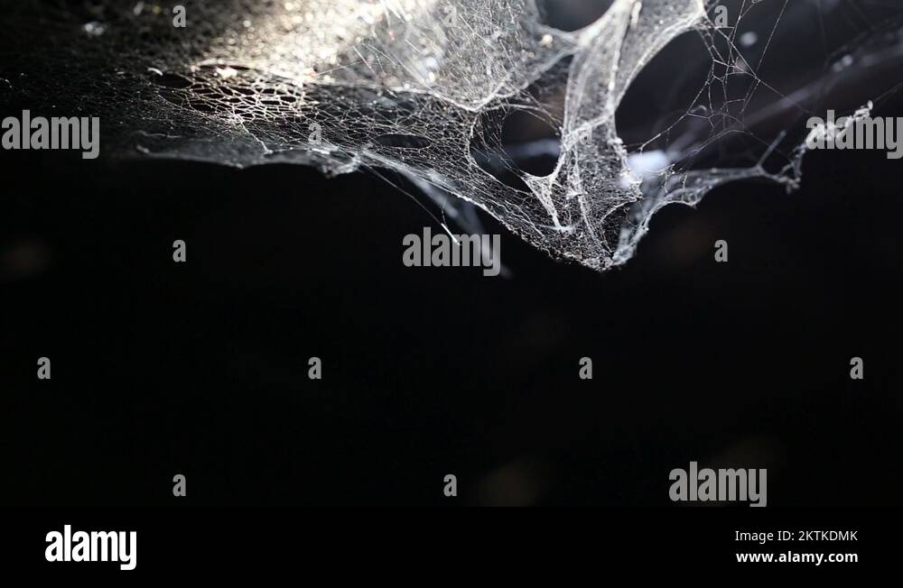 House cobweb spider Stock Videos & Footage - HD and 4K Video Clips - Alamy