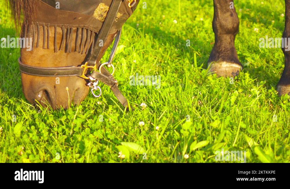 Grazing tool Stock Videos & Footage - HD and 4K Video Clips - Alamy