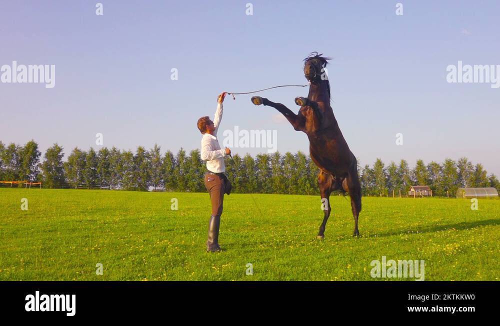 Horse rearing Stock Videos & Footage - HD and 4K Video Clips - Alamy