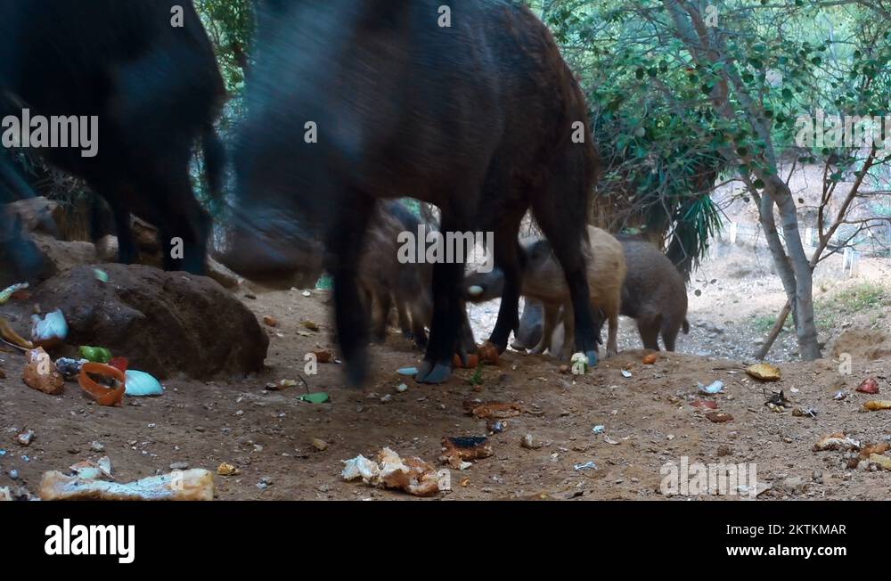 Pig scraps Stock Videos & Footage - HD and 4K Video Clips - Alamy