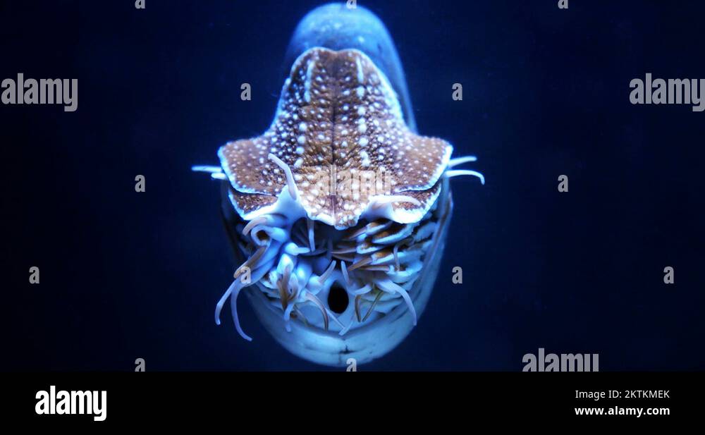 Nautilus shell in the sea Stock Videos & Footage - HD and 4K Video ...