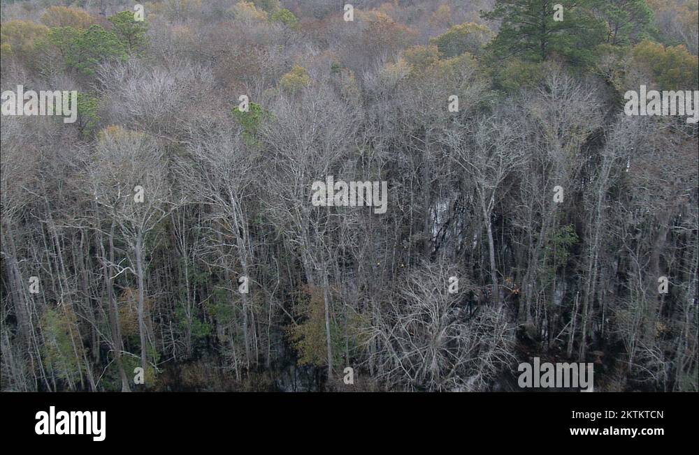 Looking down through trees Stock Videos & Footage - HD and 4K Video ...