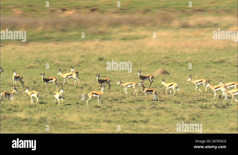Springbok, Impala, Wildebeest And Blesbok Stock Video Footage - Alamy
