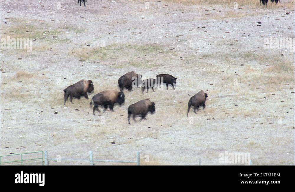 Buffalo bear Stock Videos & Footage - HD and 4K Video Clips - Alamy