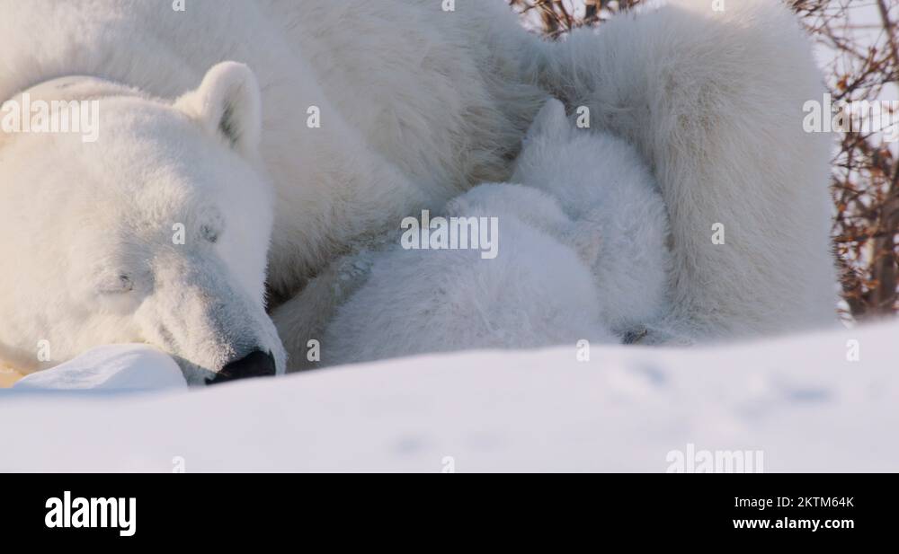 Close up of two Polar Bear cubs sleeping with sow. Sow opens eyes and ...