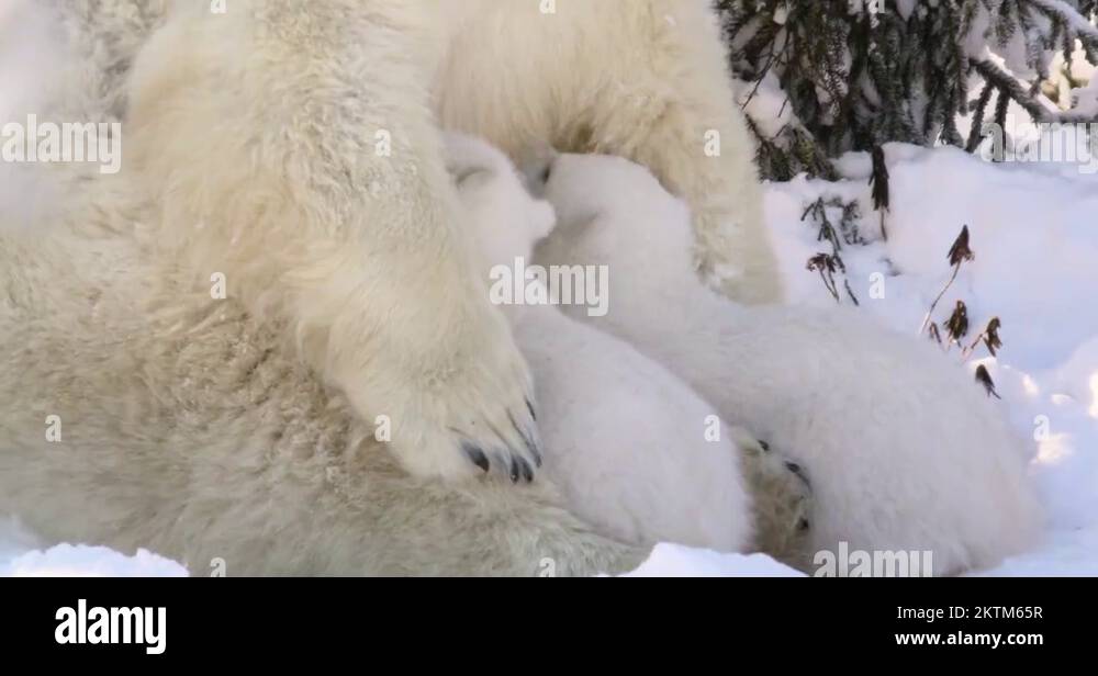 Paw leg Stock Videos & Footage - HD and 4K Video Clips - Alamy