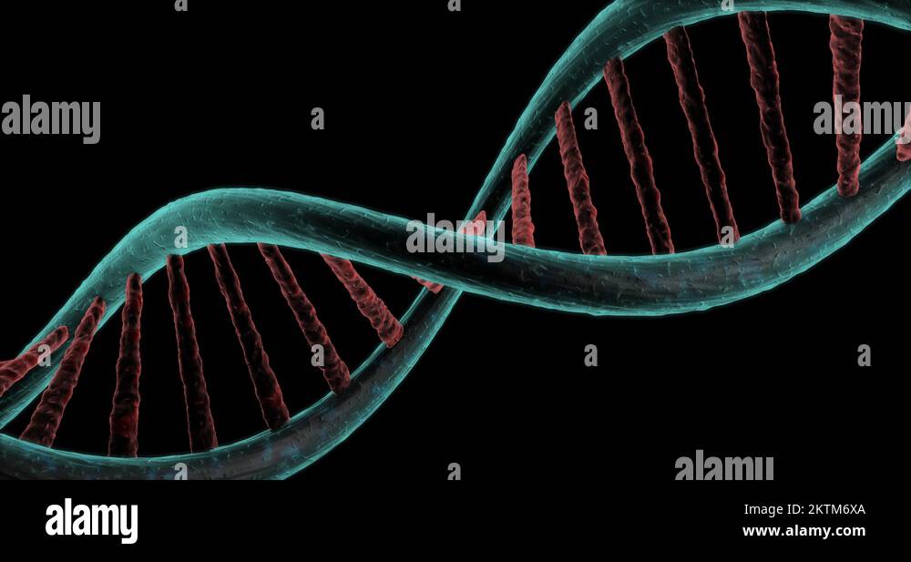Microscopic view of dna chain strands rotating in black background ...