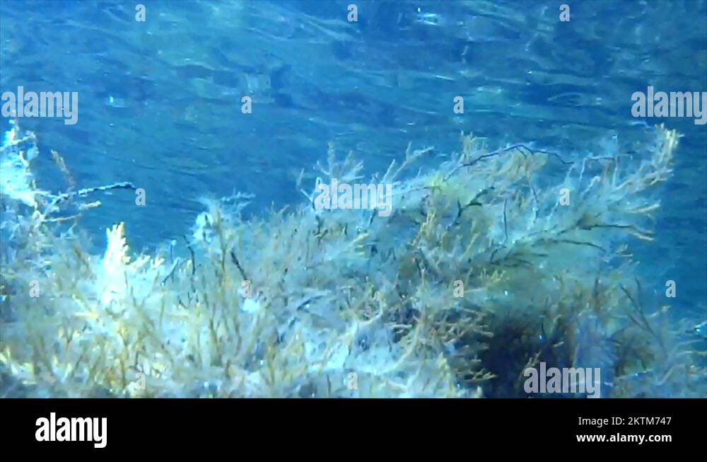 Algae in azure water Stock Video Footage - Alamy