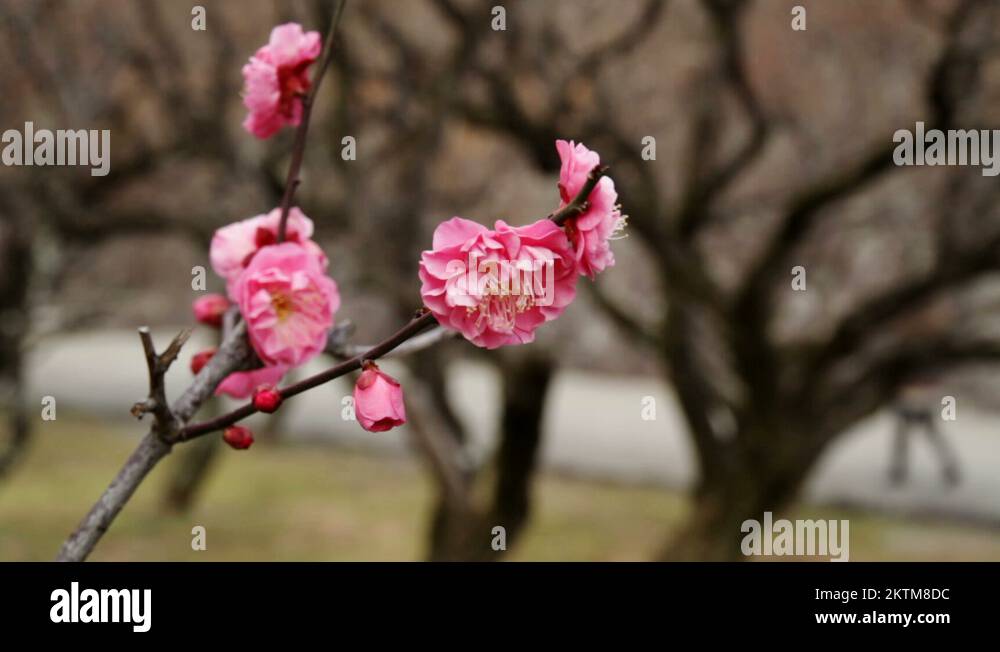 Anonymous people Stock Videos & Footage - HD and 4K Video Clips - Alamy