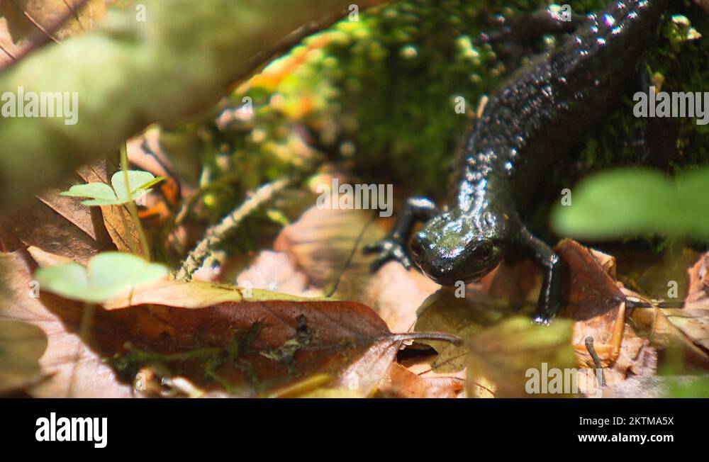 Alpine water salamander Stock Videos & Footage - HD and 4K Video Clips ...