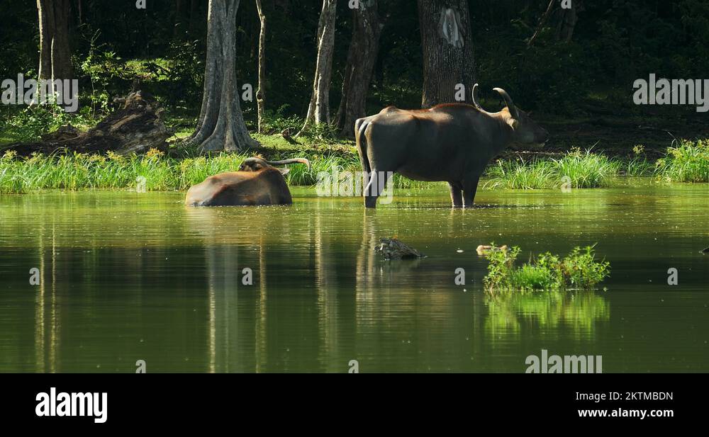 Forest animals water Stock Videos & Footage - HD and 4K Video Clips - Alamy