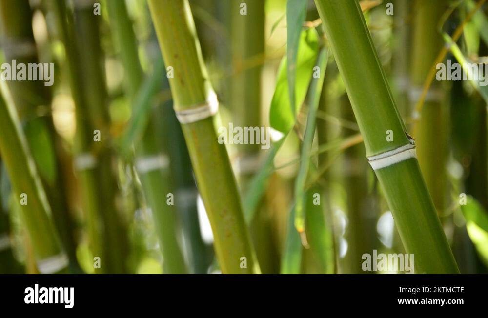 Bamboo garden canes Stock Videos & Footage - HD and 4K Video Clips - Alamy