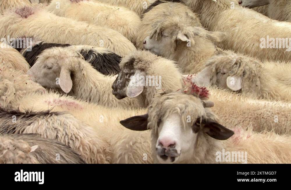 Number sheep Stock Videos & Footage - HD and 4K Video Clips - Alamy