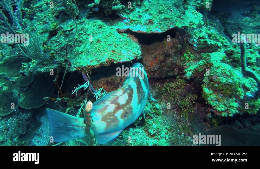 Coral grouper eel Stock Videos & Footage - HD and 4K Video Clips - Alamy